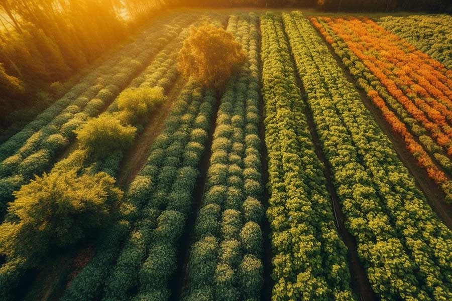 Agro First Solutions